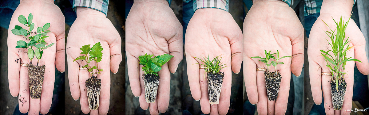 ArcheWild PL200 Native Plant Starter Plugs