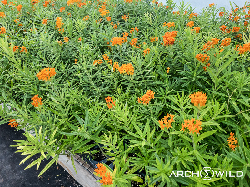 ArcheWild Wholesale Native Plant Nurseries | Quakertown, PA