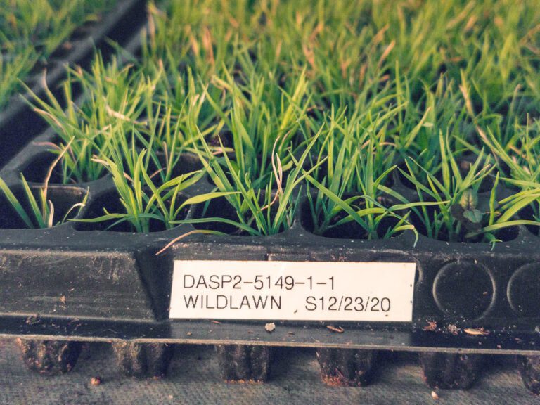 Plant Labeling Standards at ArcheWild Native Nurseries