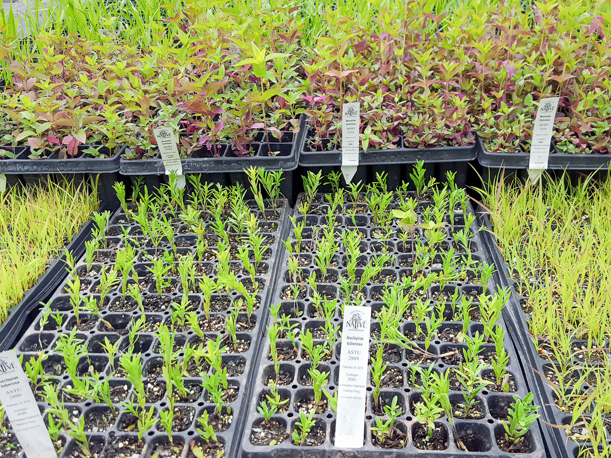 ArcheWild Native Plant Plugs Availability List