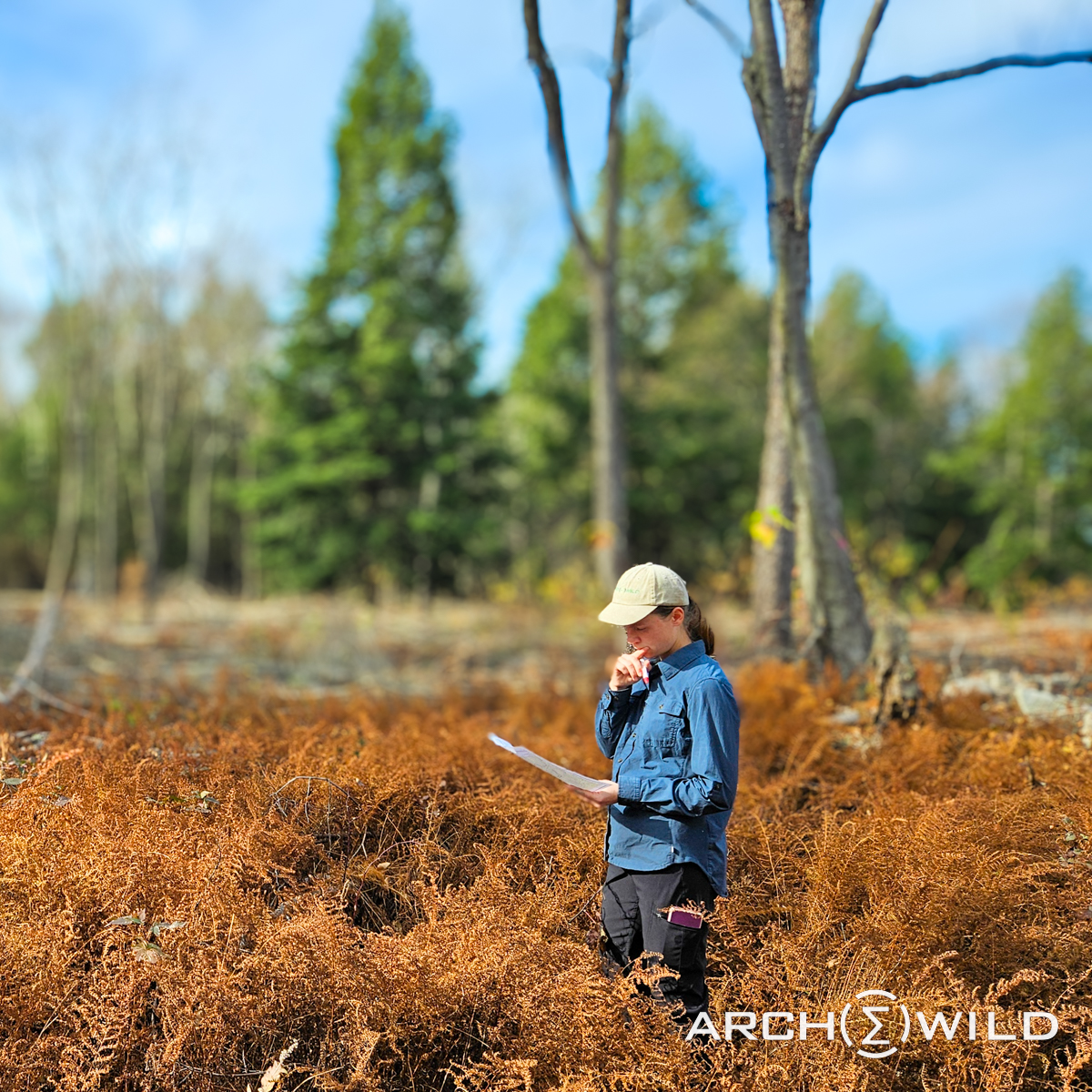 Reforestation and Upland Forests | ArcheWild